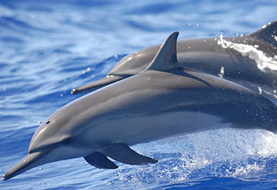 Dolphin Search Trip | Keeper Uno | Puerto de Mogan